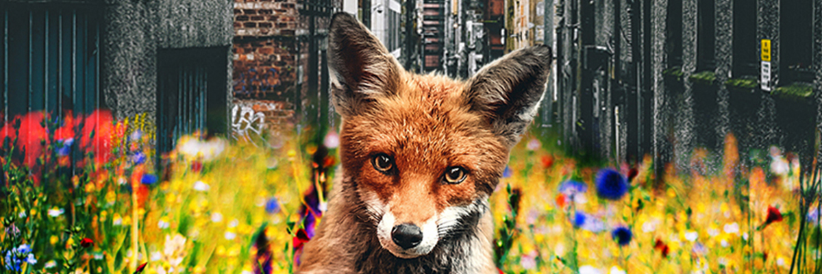 Fox montage banner - Gerry Maguire Thompson